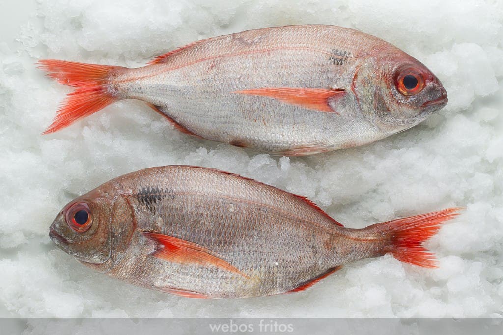 Besugo al horno | webos fritos